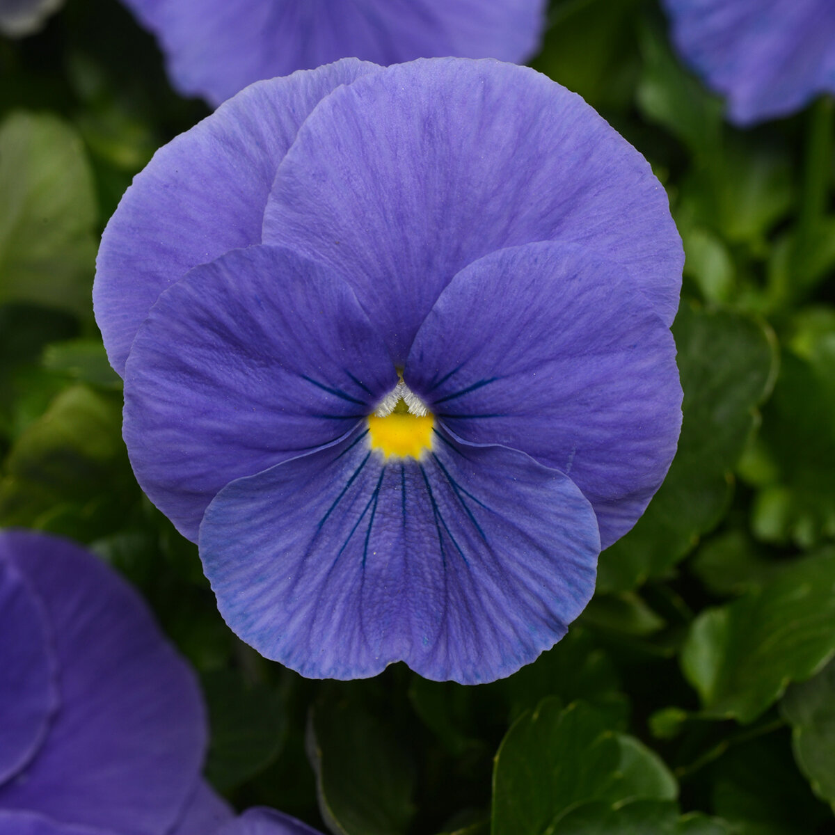 Viola X Wittrockiana Matrix True Blue Pansy | SiteOne