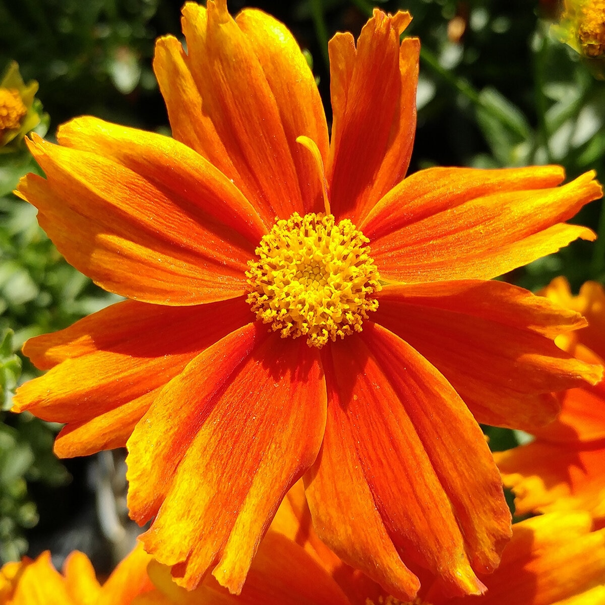 Coreopsis X Li'l Bang Darling Clementine Tickseed | SiteOne