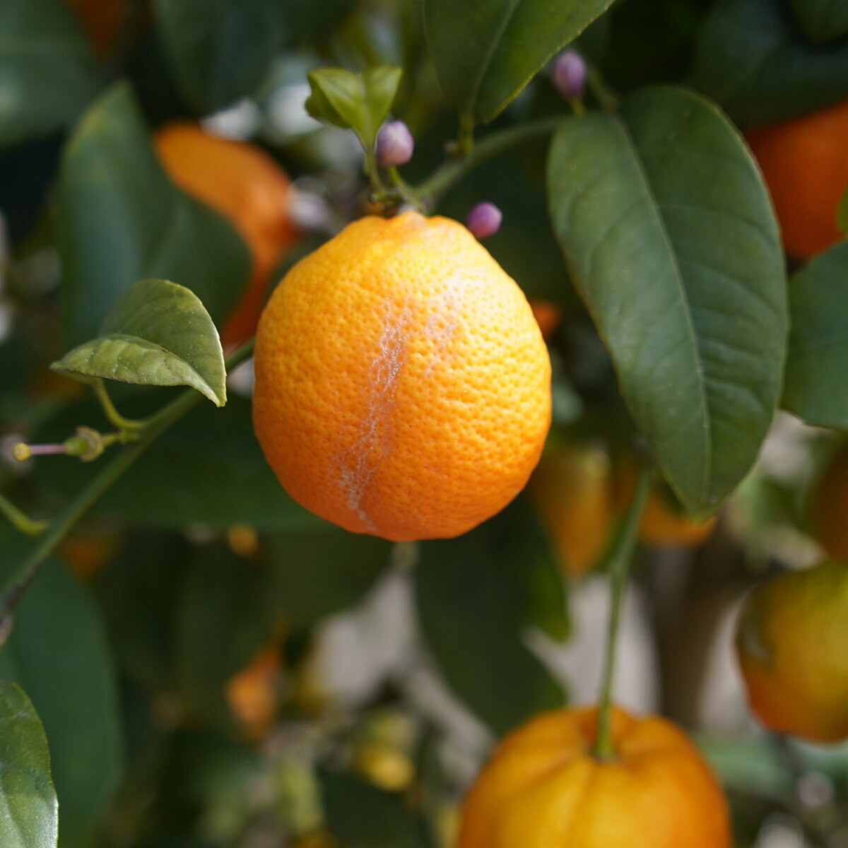 Citrus X Aurantifolia Red Lime | SiteOne