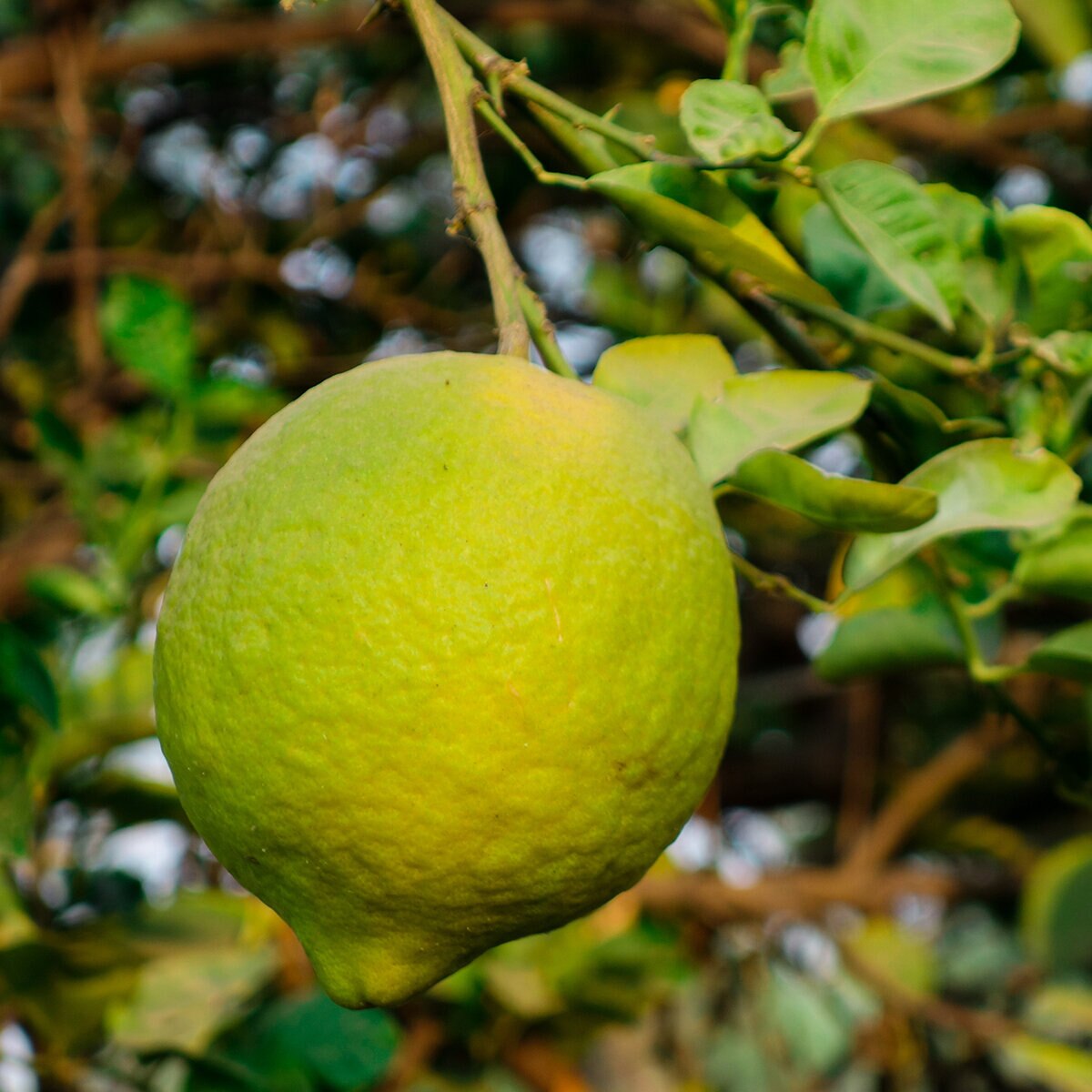 Citrus X Pyriformis Ponderosa Lemon | SiteOne