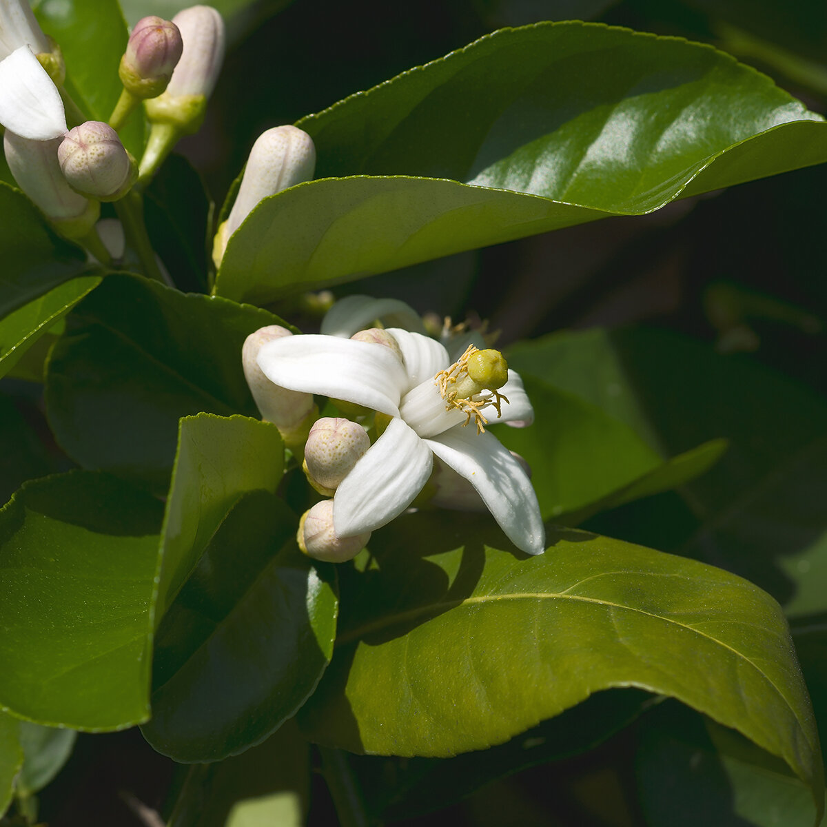 Citrus X Pyriformis Ponderosa Lemon | SiteOne
