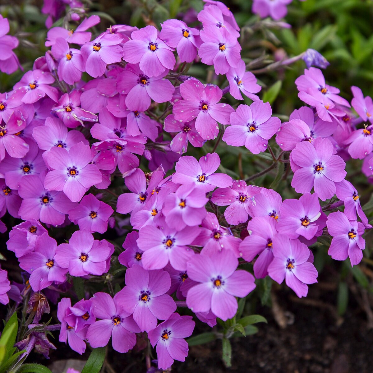 Phlox X Rose Sprite Phlox | SiteOne