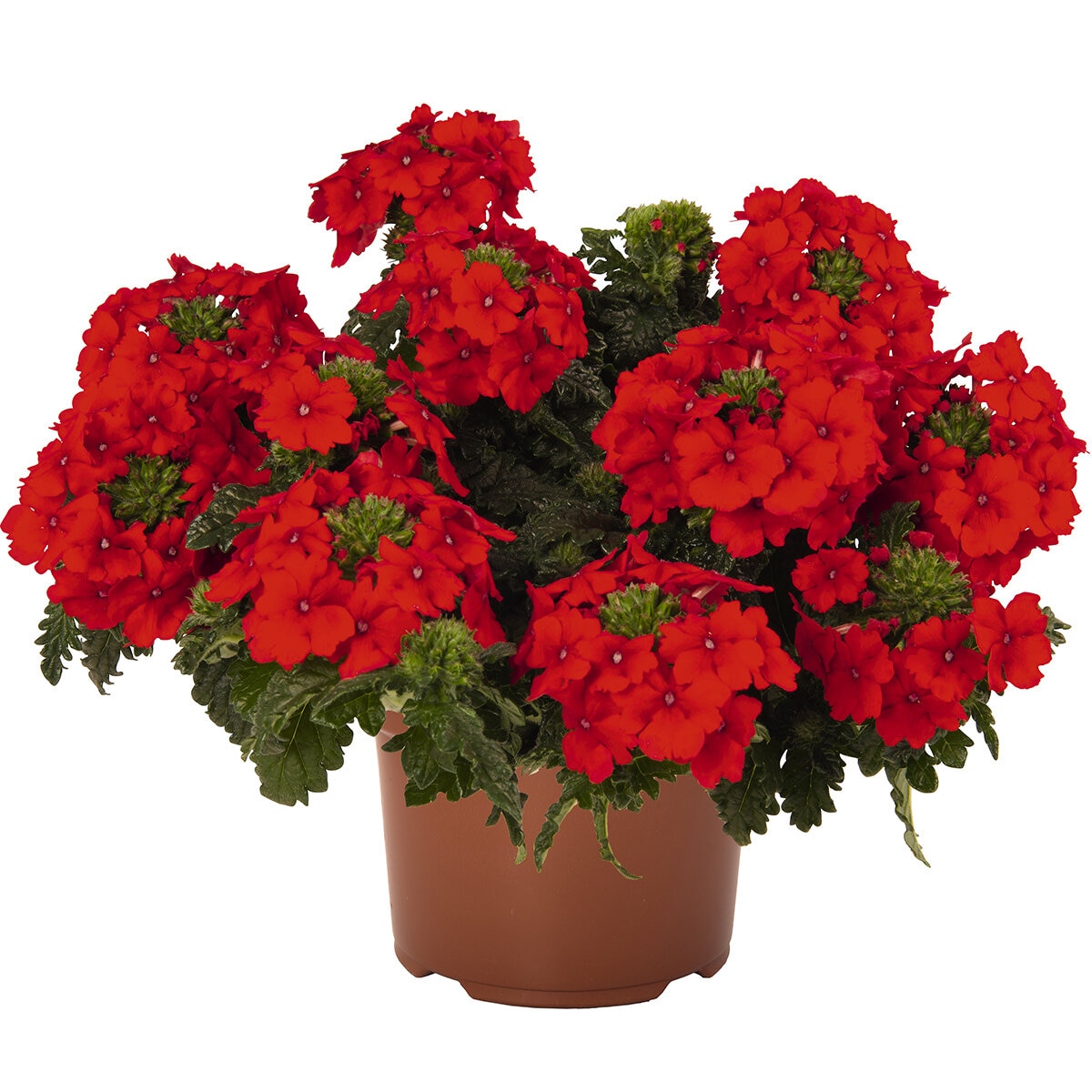 Verbena X Hybrida Empress Flair Red Vervain | SiteOne