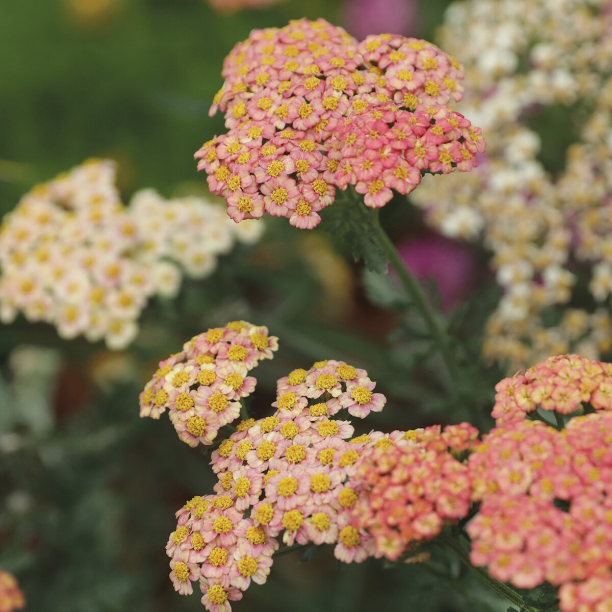 Achillea X Firefly Peach Sky Yarrow | SiteOne