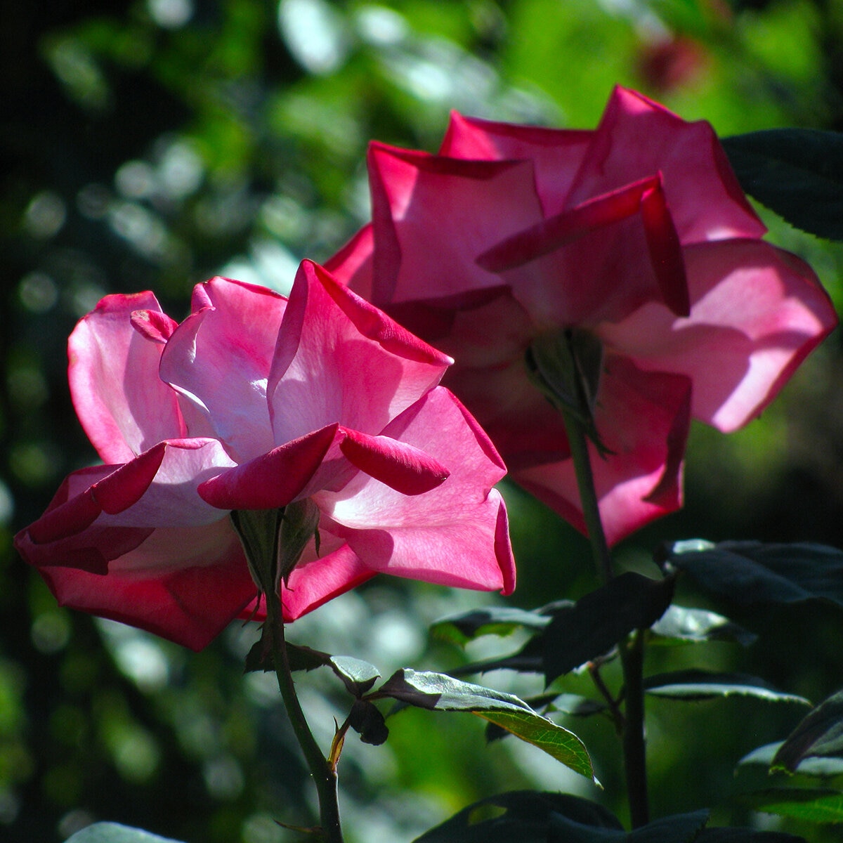 Rosa X Paradise Hybrid Tea Rose | SiteOne