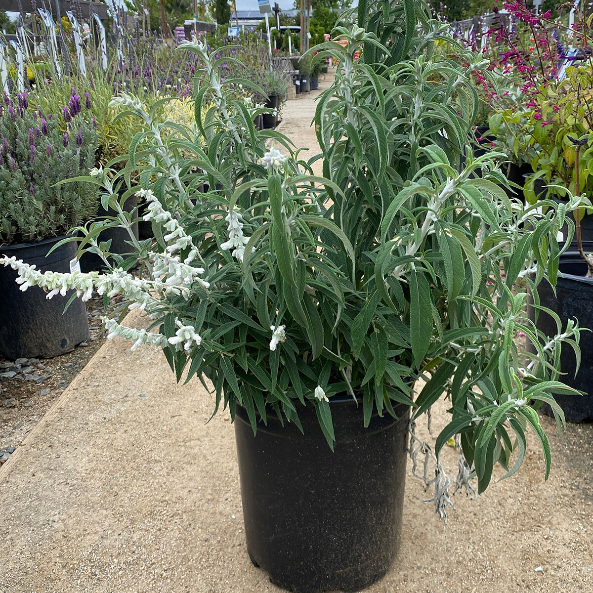 Salvia Leucantha White Mischief Mexican Bush Sage | SiteOne