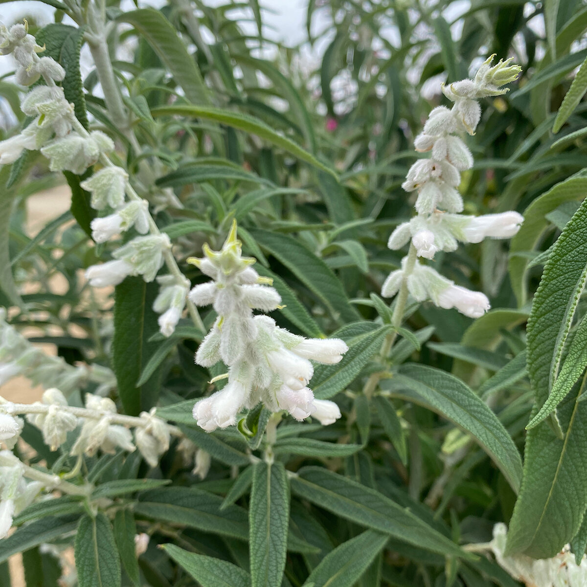 Salvia Leucantha White Mischief Mexican Bush Sage | SiteOne
