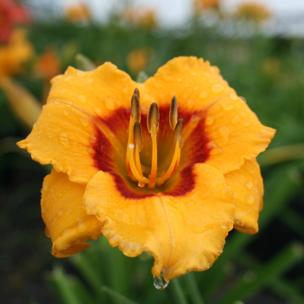 Hemerocallis X Kokomo Sunset Kokomo Daylily | SiteOne