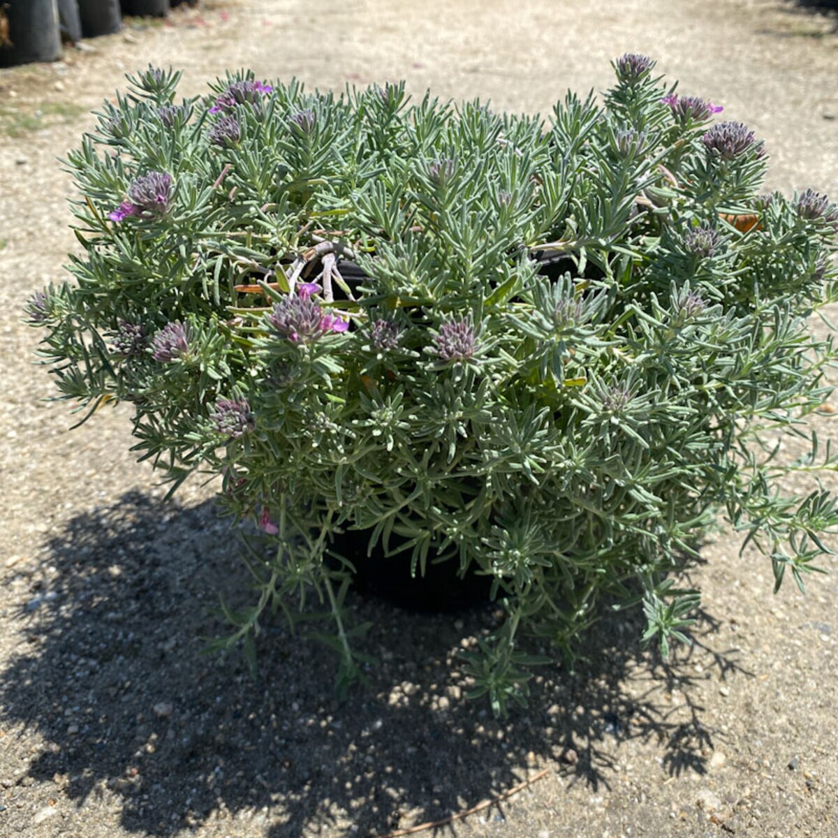 Teucrium Majoricum Bush Germander | SiteOne