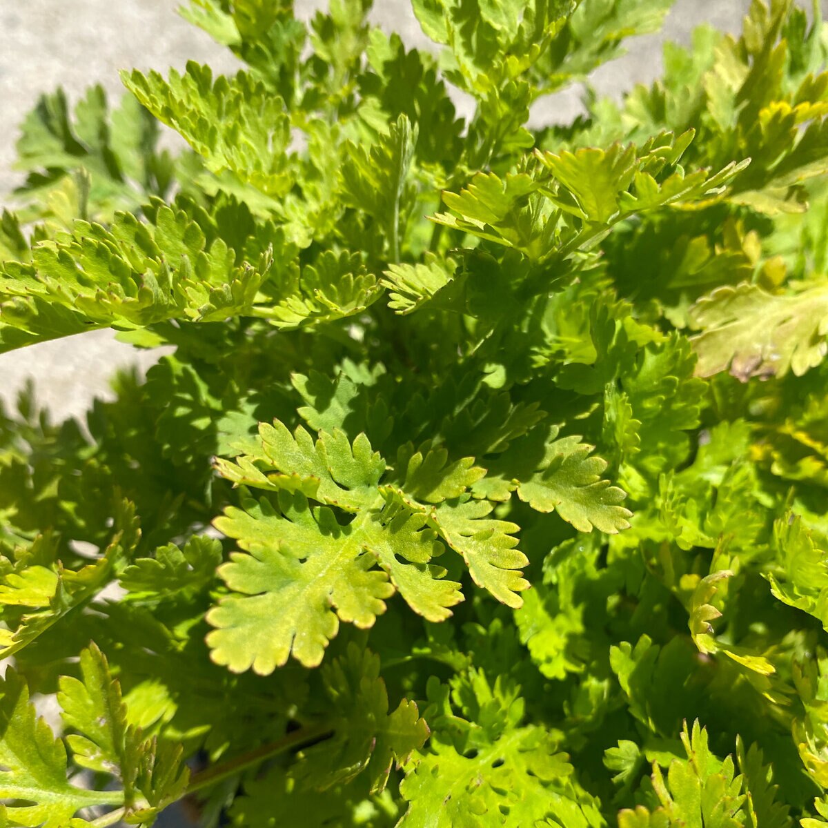 Tanacetum Parthenium Aureum Feverfew | SiteOne