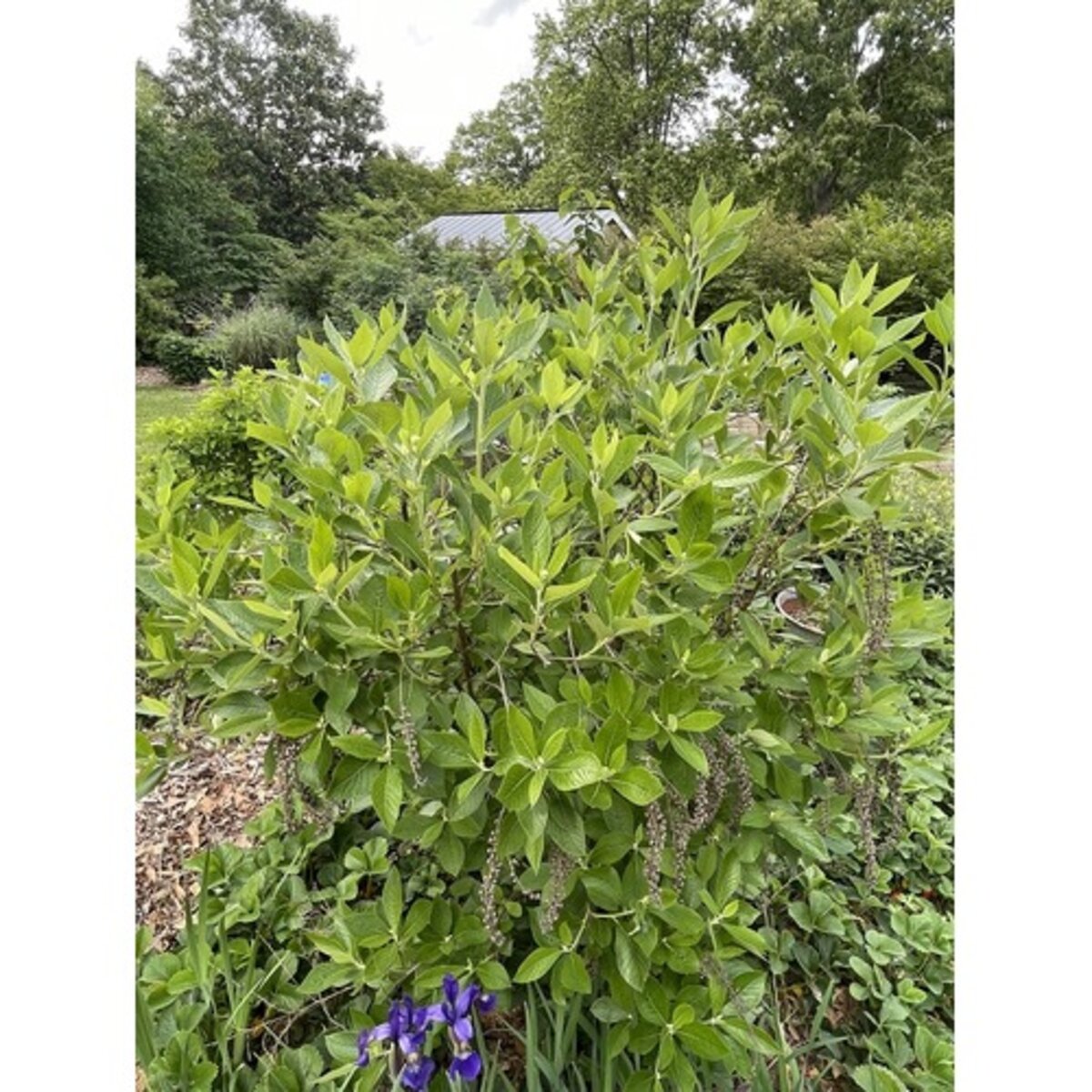 Clethra Alnifolia Einstein Summersweet | SiteOne