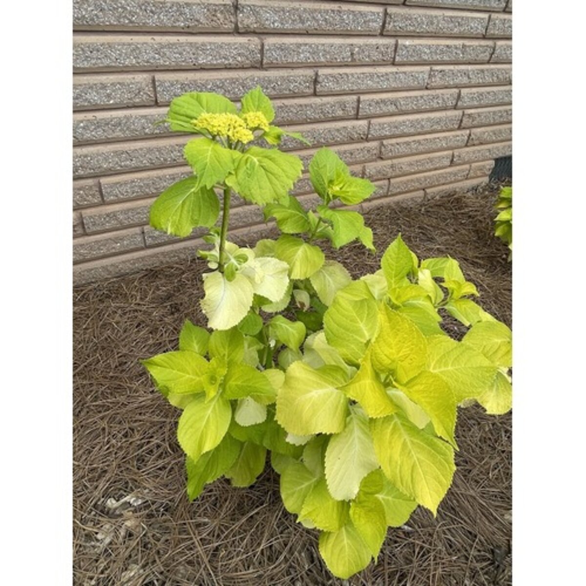 Hydrangea Macrophylla Lemon Daddy Big Leaf Hydrangea | SiteOne