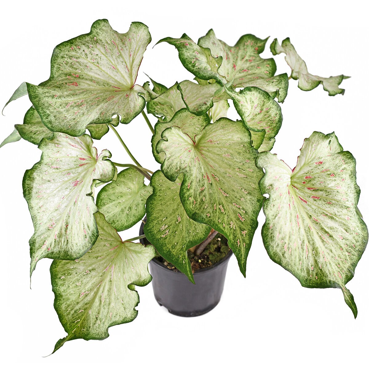 Caladium X Candyland Angel Wings | SiteOne