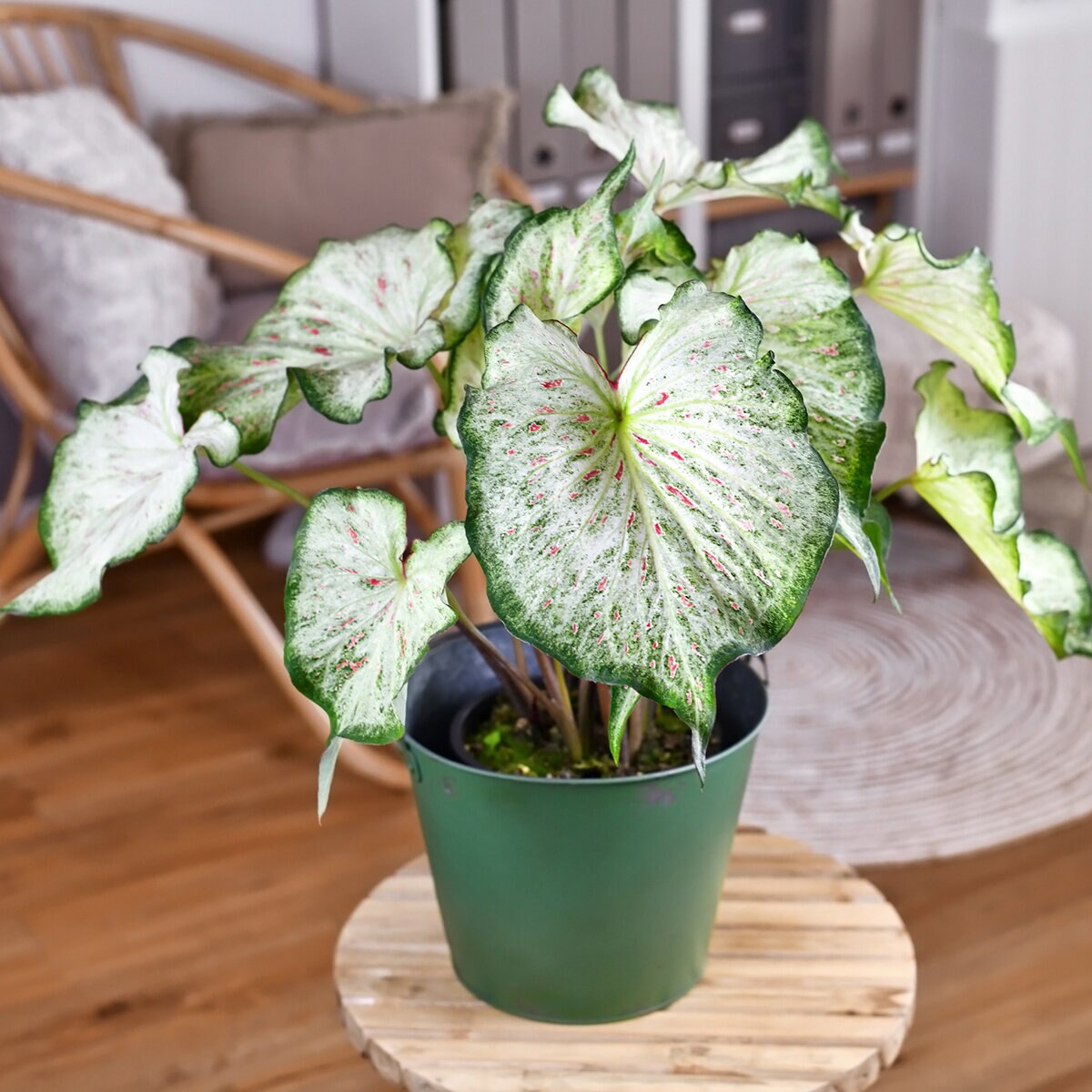 Caladium X Candyland Angel Wings | SiteOne