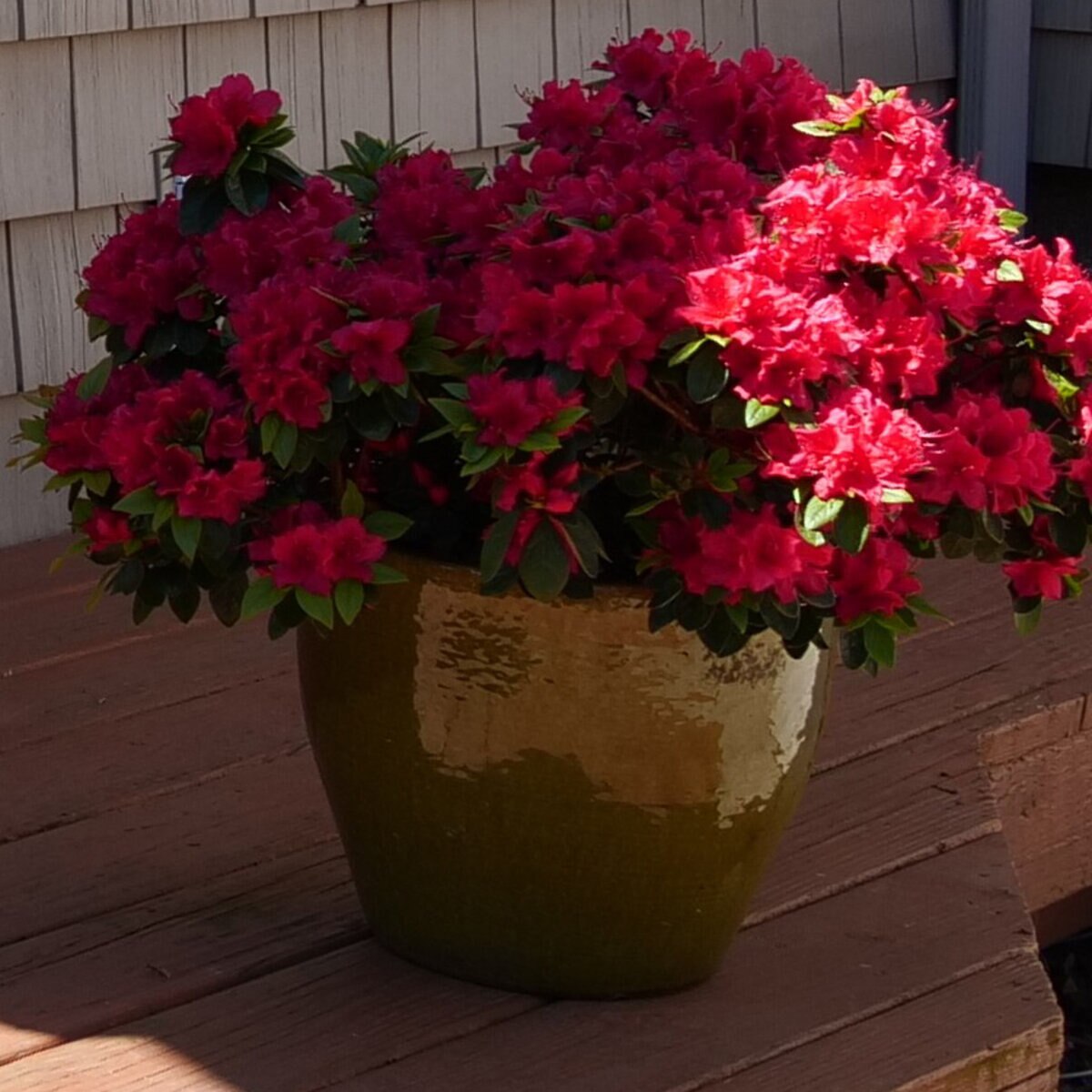Rhododendron X Perfecto Mundo Red Reblooming Azalea | SiteOne