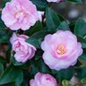 Camellia Sasanqua Light Pink Shi Shi Portfolio Camellia | SiteOne