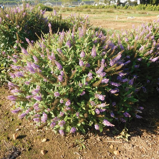 Buddleia Davidii Dapper Lavender Portfolio Butterfly Bu | SiteOne