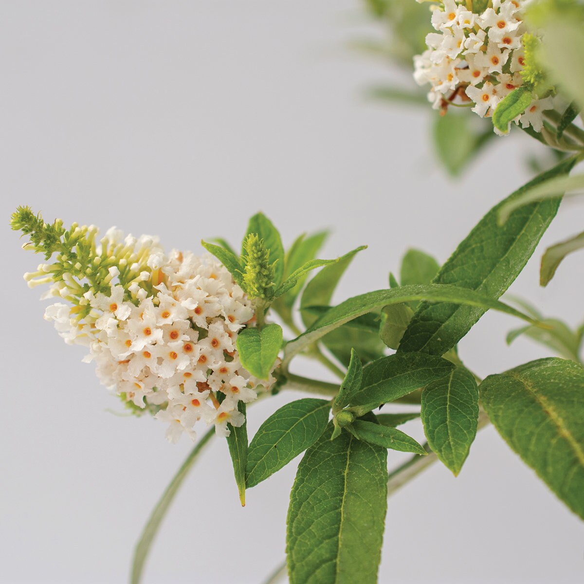 Buddleia Davidii Dapper White Portfolio Butterfly Bush | SiteOne