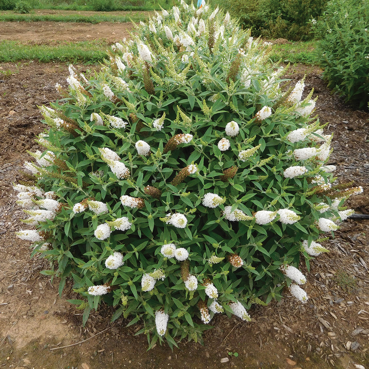 Buddleia Davidii Dapper White Portfolio Butterfly Bush | SiteOne