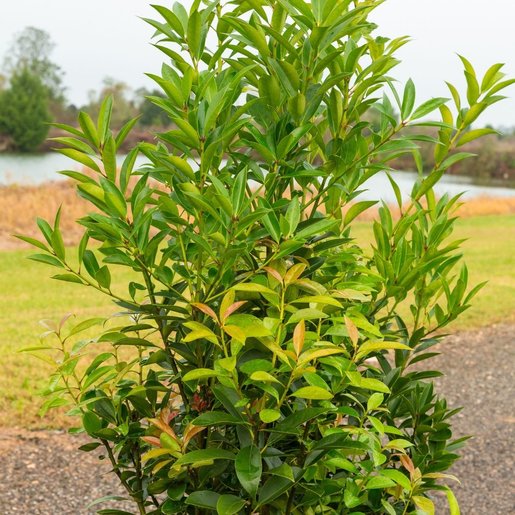 Ilex Integra X Latifolia Screen Play Portfolio Holly | SiteOne