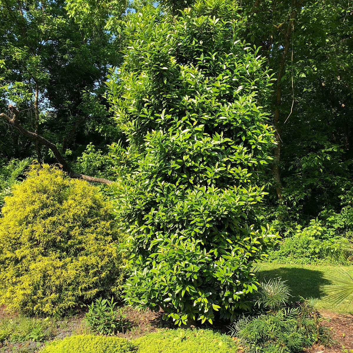 Ilex Integra X Latifolia Screen Play Portfolio Holly | SiteOne