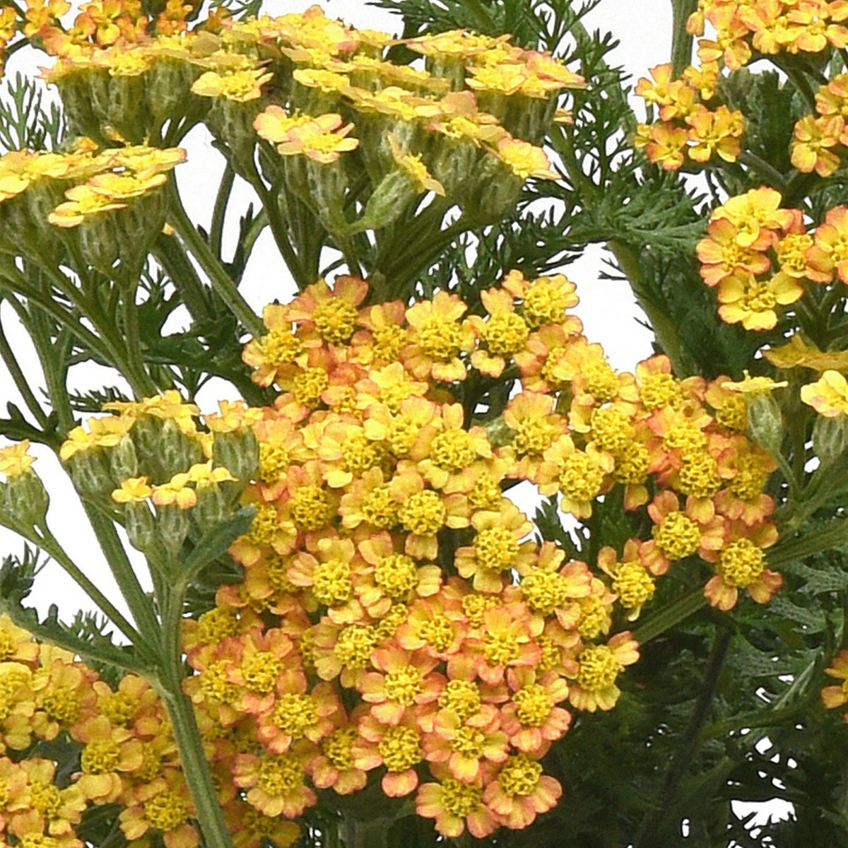 Achillea Millefolium Milly Rock Yellow Terracotta Portf | SiteOne