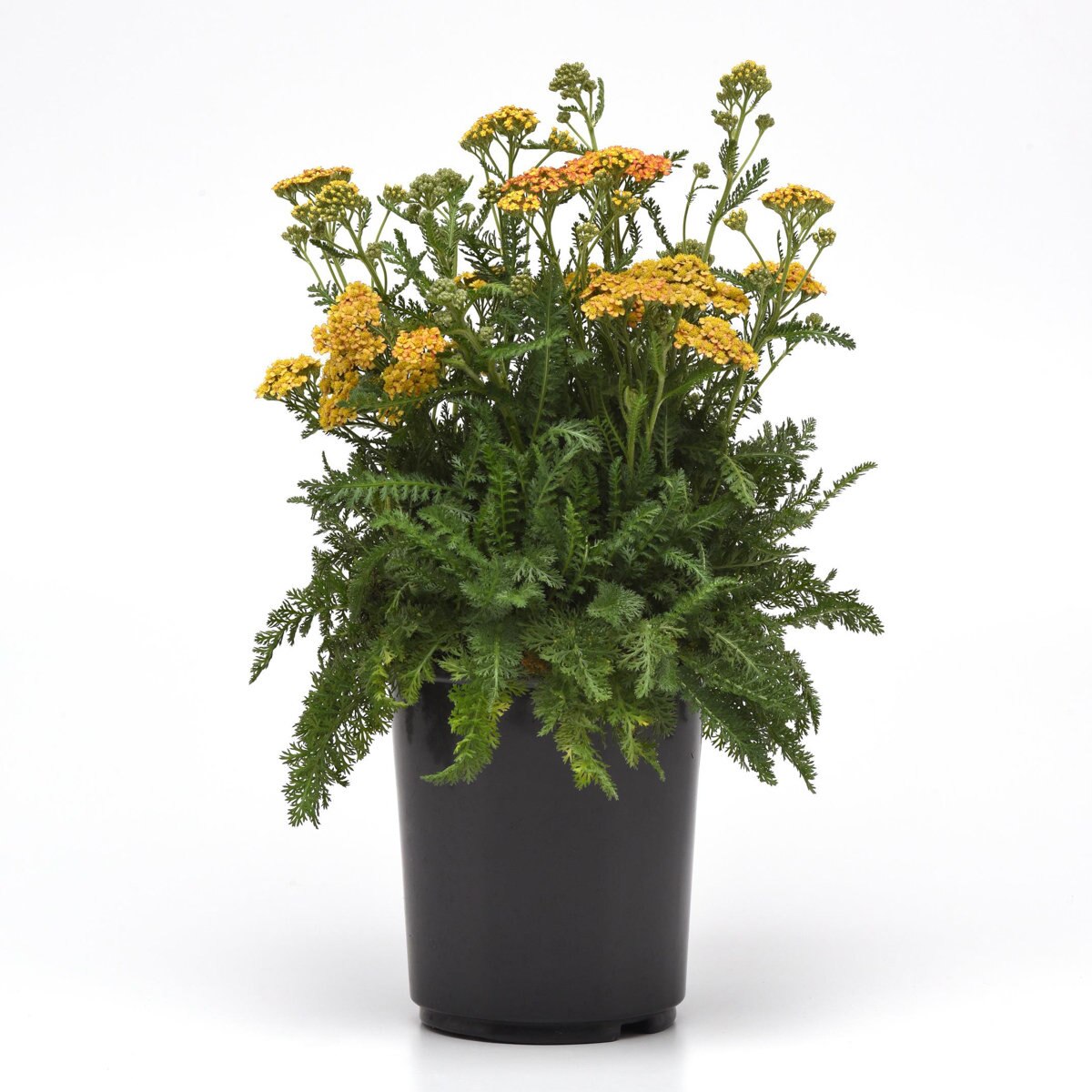 Achillea Millefolium Milly Rock Yellow Terracotta Portf | SiteOne