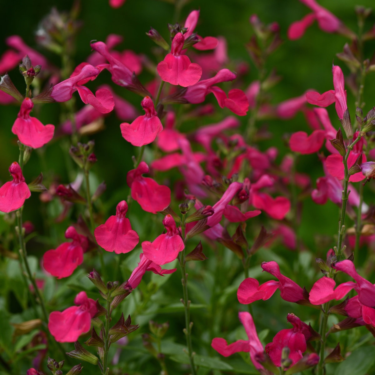 Salvia Greggi Mirage Hot Pink Portfolio Autumn Sage | SiteOne