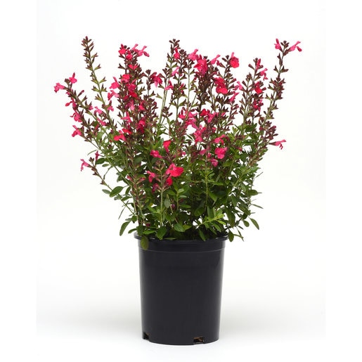 Salvia Greggi Mirage Hot Pink Portfolio Autumn Sage | SiteOne