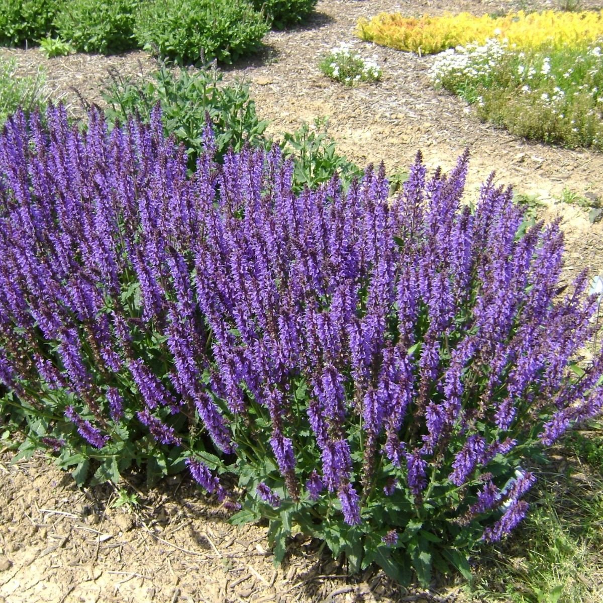 Salvia X Nemorosa Blue By You Portfolio Meadow Sage | SiteOne