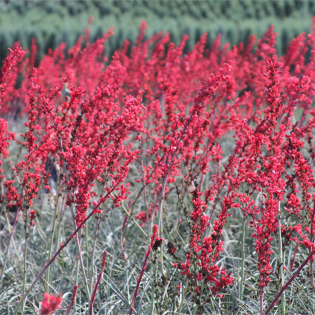 Hesperaloe Parviflora Brakelights Portfolio Red Yucca | SiteOne
