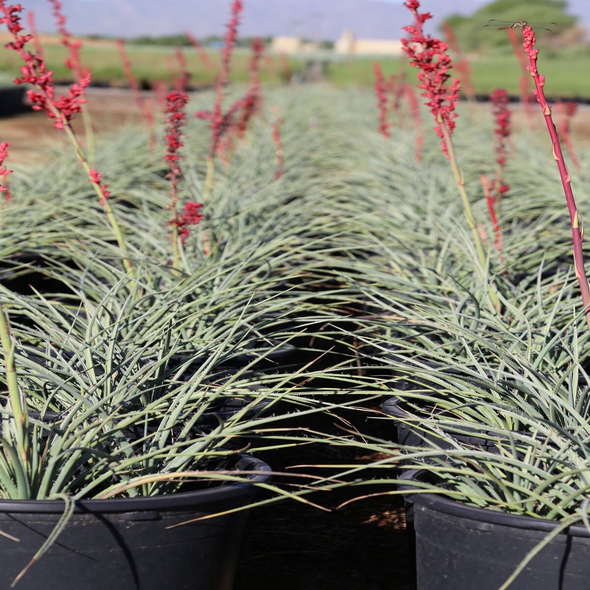 Hesperaloe Parviflora Brakelights Portfolio Red Yucca | SiteOne