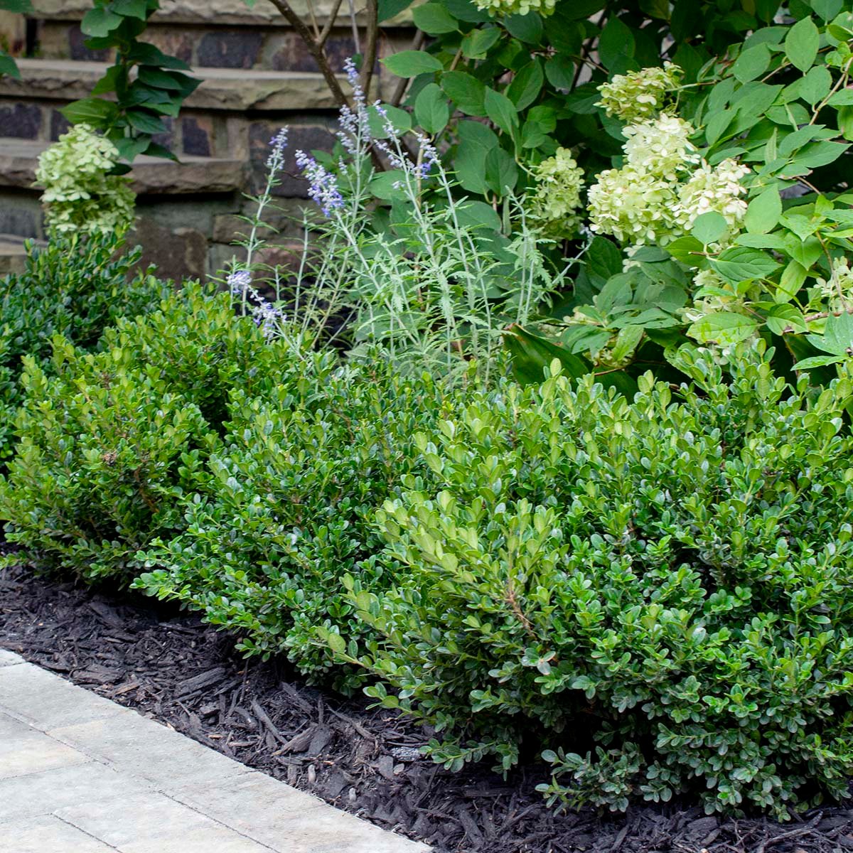 Buxus Microphylla Little Missy Portfolio Boxwood | SiteOne