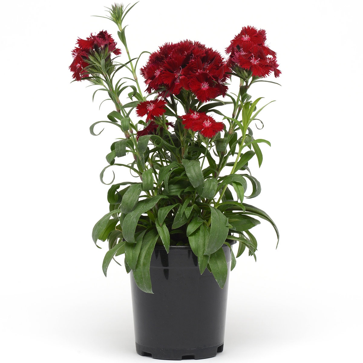 Dianthus X Barbatus Interspecific Rockin Red Portfolio | SiteOne