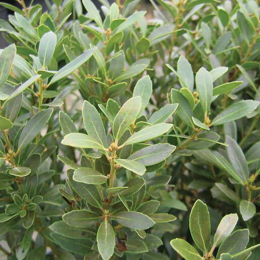 Ilex Glabra Shamrock Portfolio Inkberry Holly | SiteOne