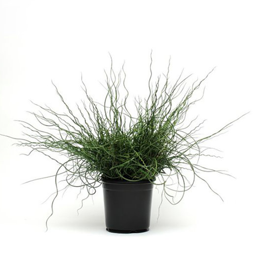 Juncus Effusus Big Twister Portfolio Corkscrew Rush | SiteOne