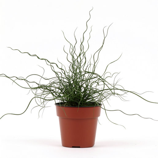Juncus Effusus Big Twister Portfolio Corkscrew Rush | SiteOne