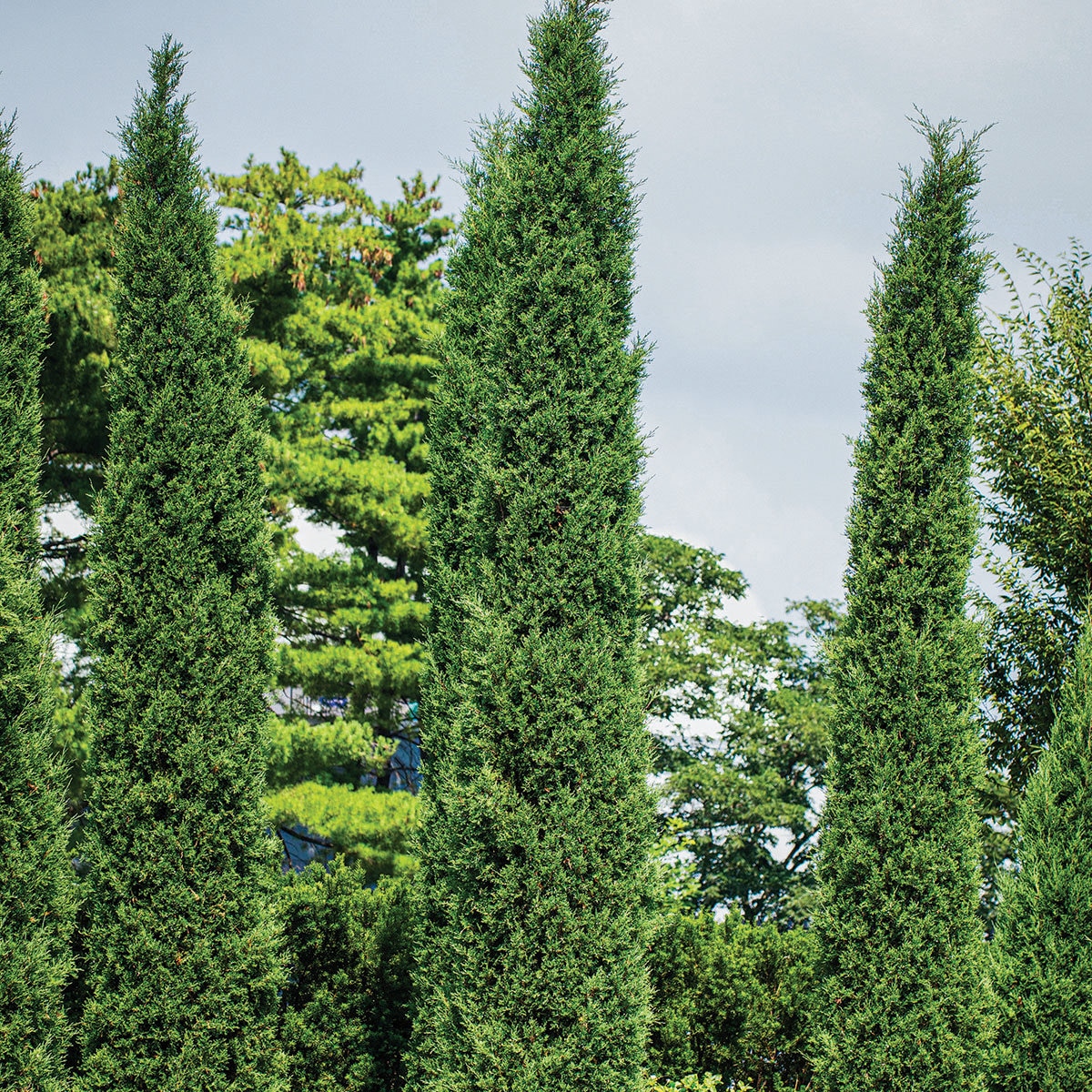 Juniperus Virginiana Taylor Portfolio Eastern Red Cedar | SiteOne