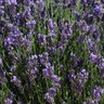 Lavandula Angustifolia SuperBlue Portfolio English Lave | SiteOne