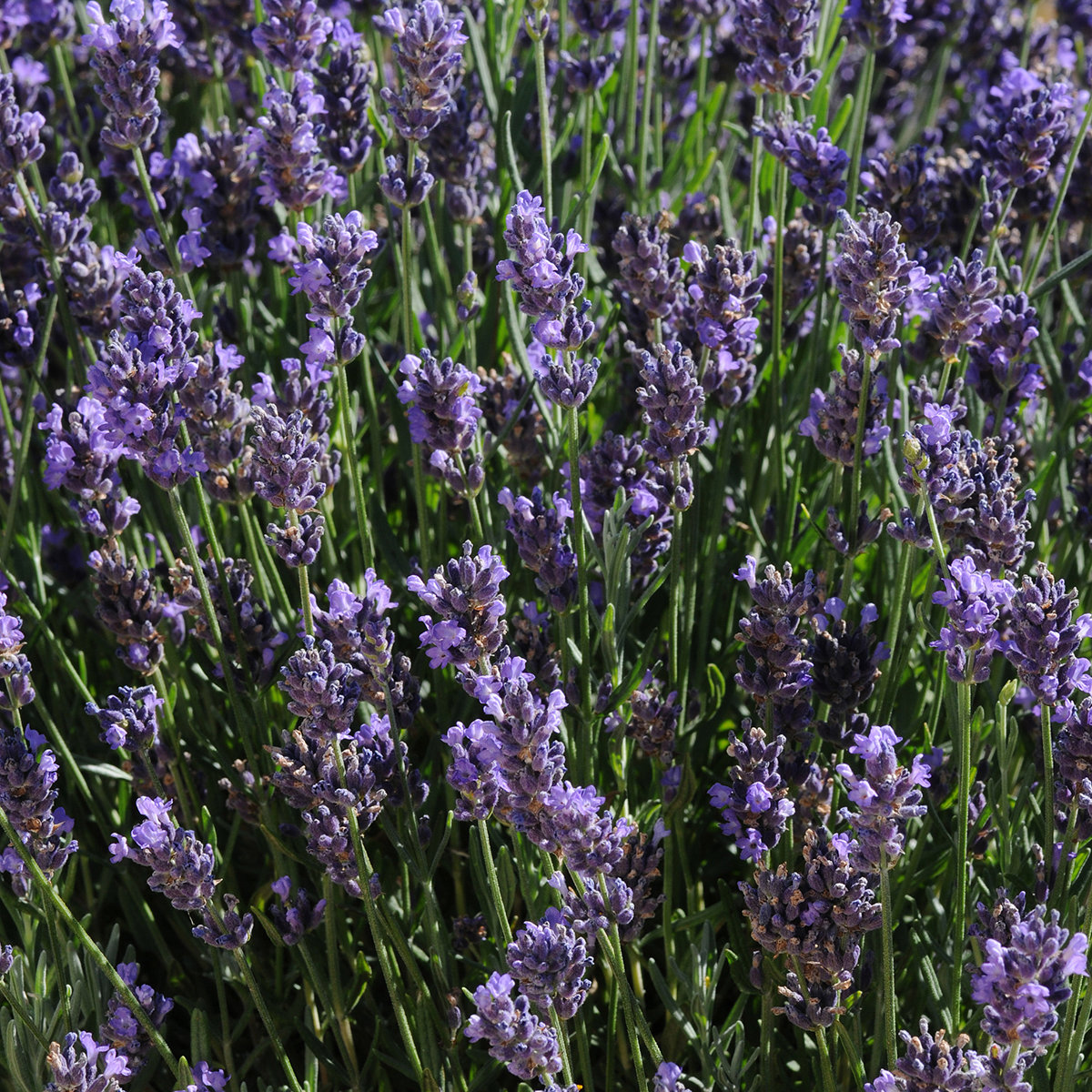 Lavandula Angustifolia SuperBlue Portfolio English Lave | SiteOne