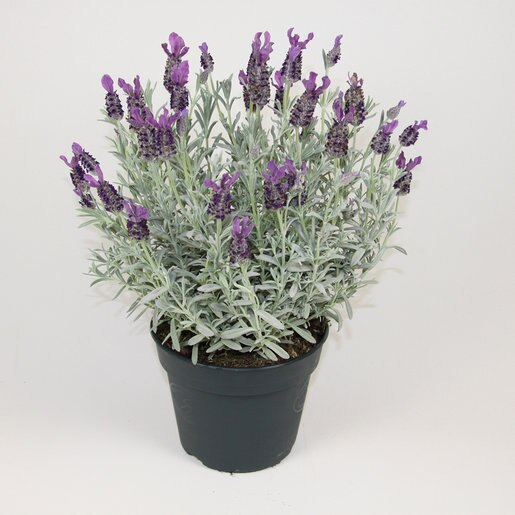 Lavandula Stoechas Silver Anouk Portfolio Spanish Laven | SiteOne