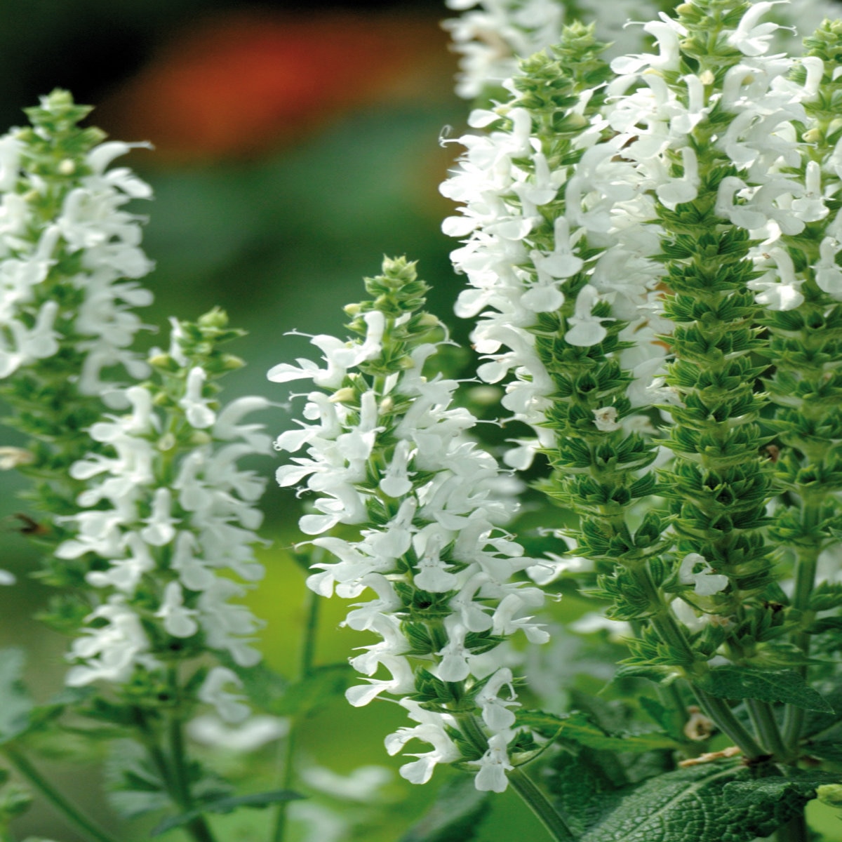 Salvia X Nemorosa Lyrical White Portfolio Meadow Sage | SiteOne