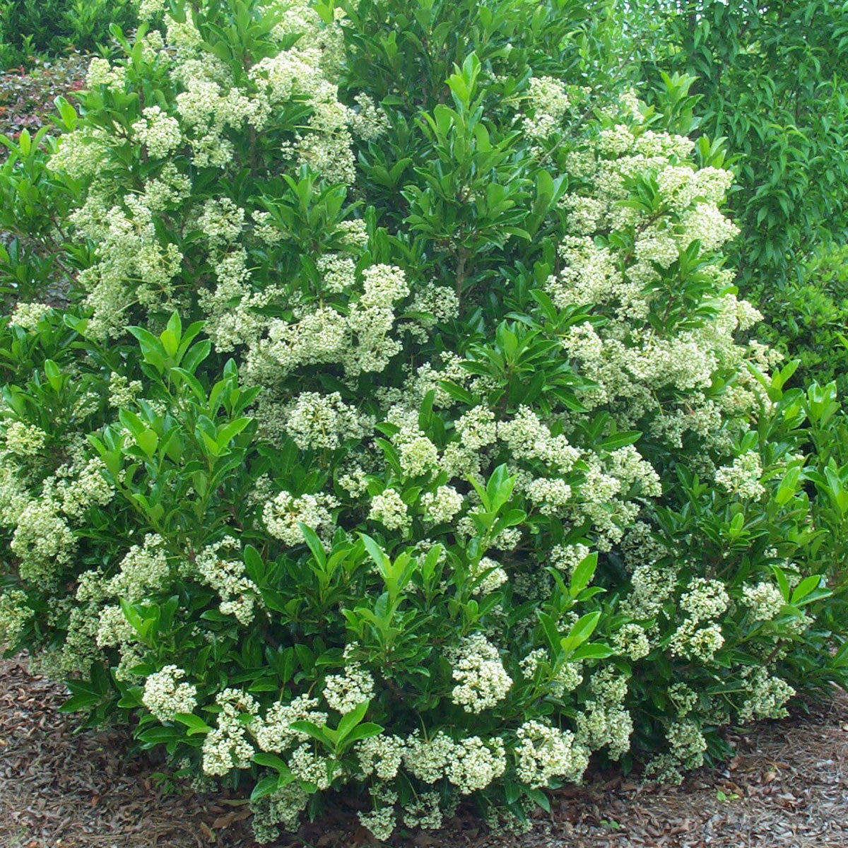 Viburnum Awabuki Chindo Portfolio Sweet Viburnum | SiteOne