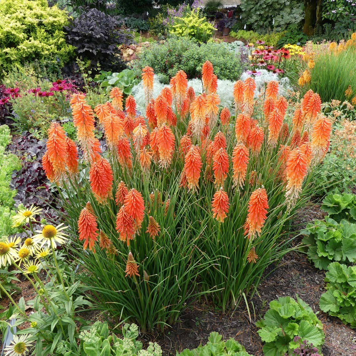Kniphofia X Poco Sunset Portfolio Red Hot Poker | SiteOne