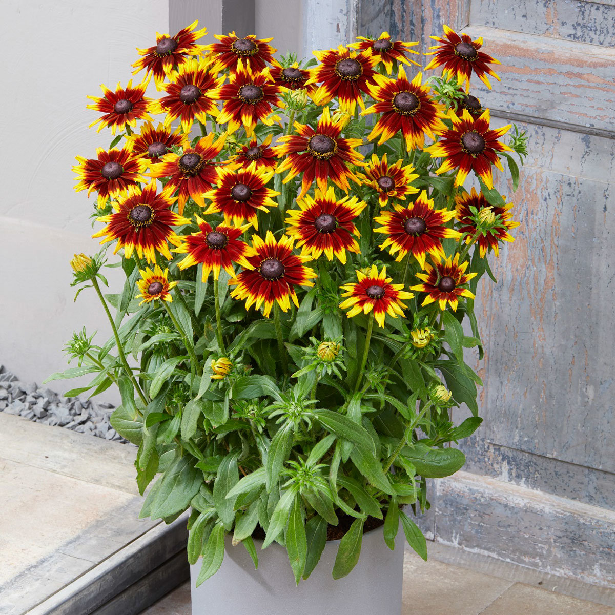 Echibeckia X Summerina Sunbeat Portfolio Echibeckia | SiteOne