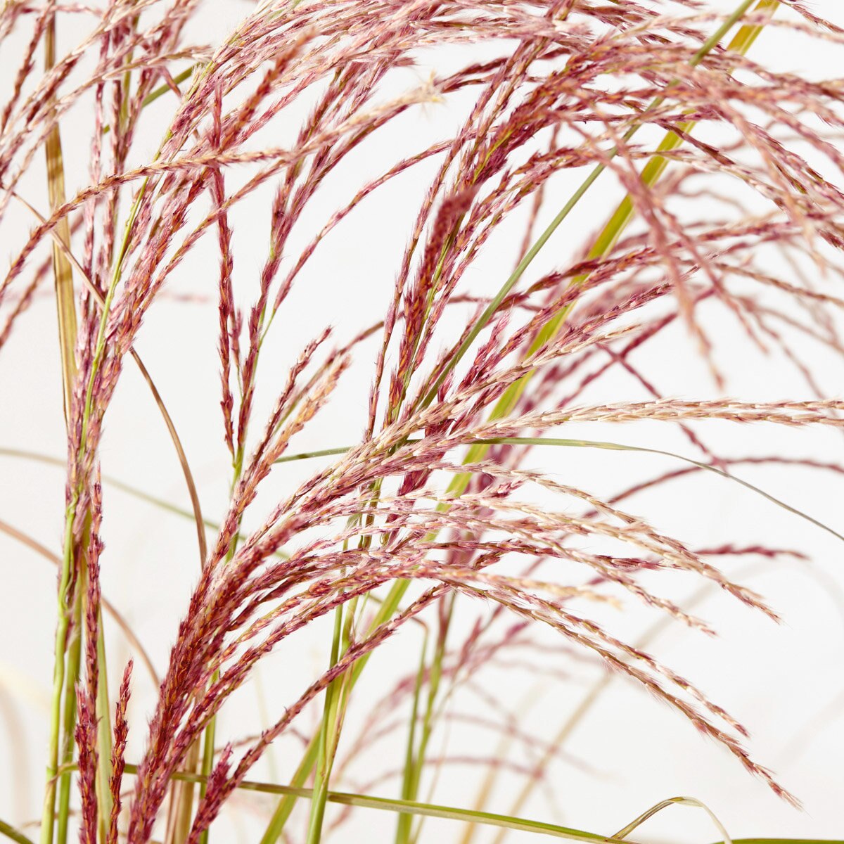 Miscanthus Sinensis Red Cloud Portfolio Maiden Grass | SiteOne