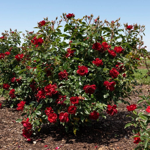 Rosa Floribunda Brick House Red Portfolio Rose | SiteOne