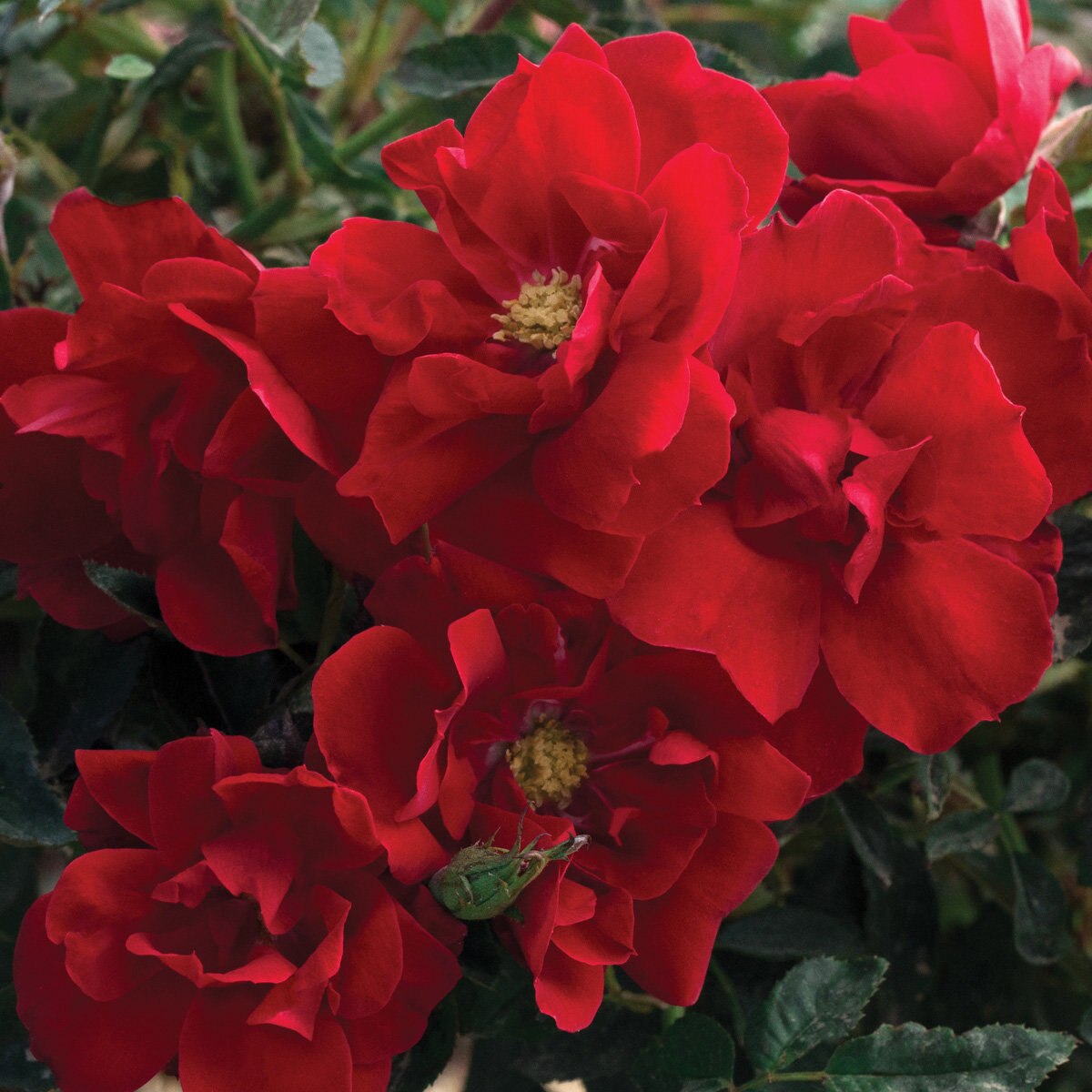 Rosa Floribunda Brick House Red Portfolio Rose | SiteOne