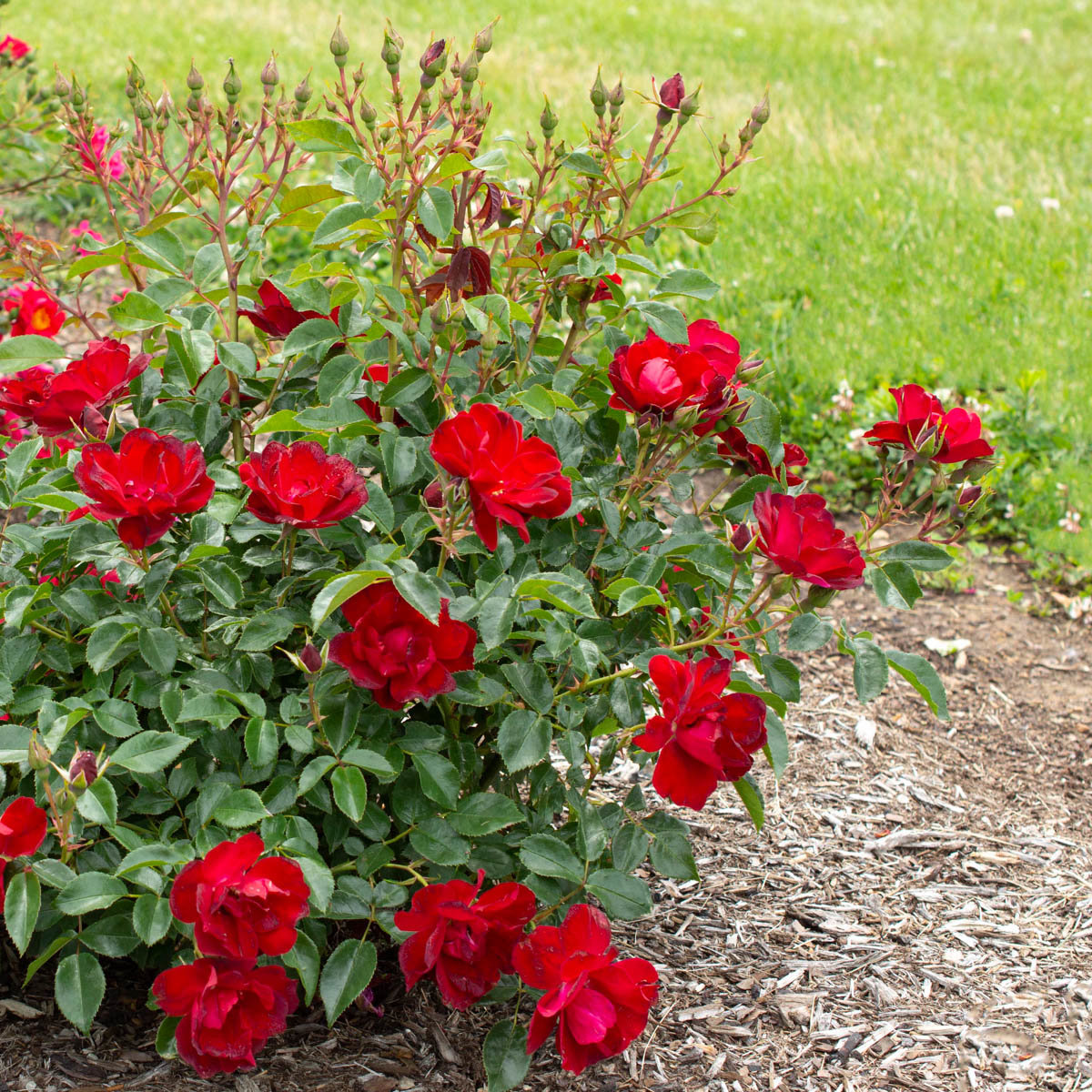 Rosa Floribunda Brick House Red Portfolio Rose | SiteOne
