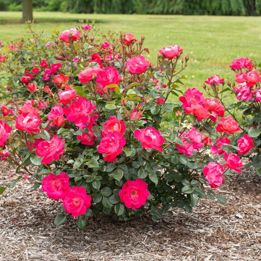 Rosa Floribunda Brick House Pink Portfolio Rose | SiteOne